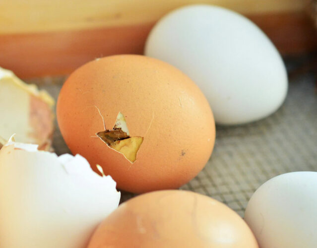 Chick Hatching Problems and Solutions – Mother Earth News